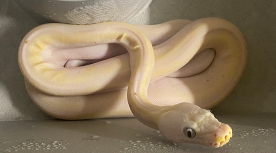 Cow Possible Sunfire Het Anthrax Reticulated Python by Reptilia Reticulated