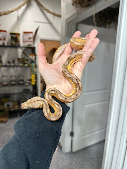 Motley Tiger Platinum Het Purple Albino Reticulated Python by ...