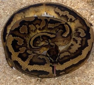 Pied Ball Python by Dark Starr Serpents
