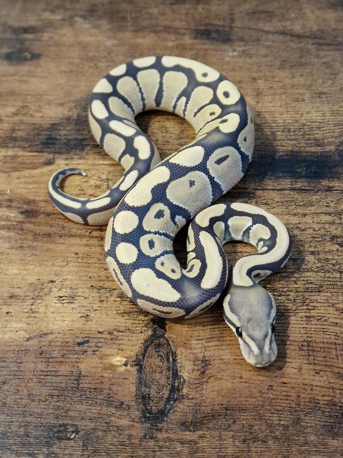 Desert Ghost Orange Ghost ( Hypo ) Poss Het Caramel Ball Python by ...