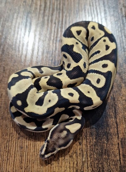 Leopard Desert Ghost 66% Het Clown Ball Python by Pristine Constrictors uk