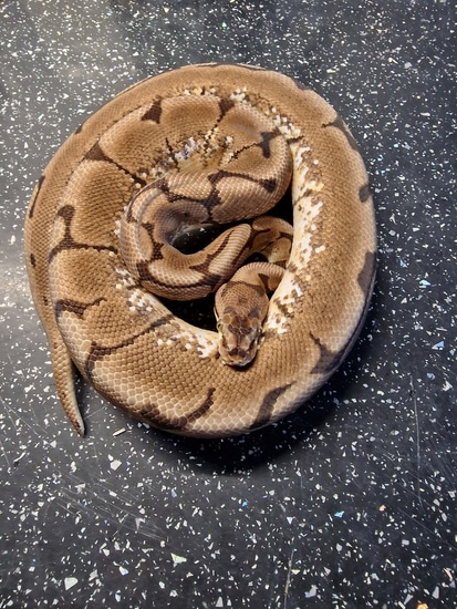 Spider 100 % Dbl Het Pied / Desert Ghost Ball Python by Pristine Constrictors uk