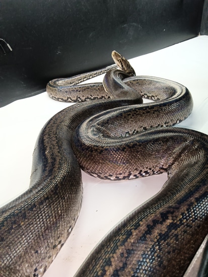 Motley Marble Het Purple Albino Reticulated Python by Greater Cleveland ...