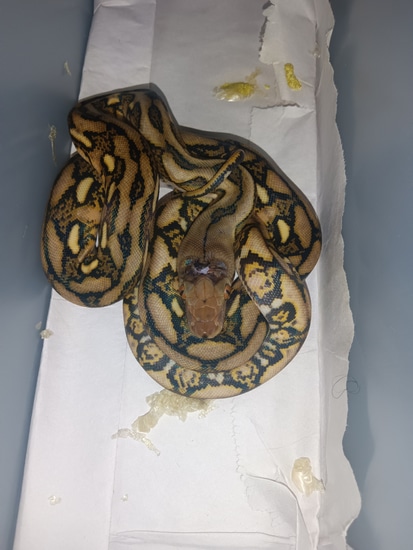 Tiger Het Albino Reticulated Python by Greater Cleveland Reptiles