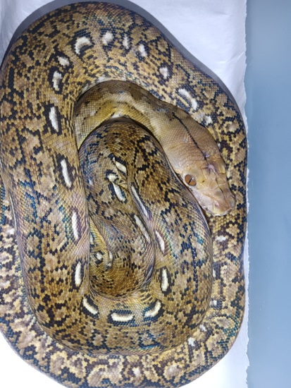 Marble Tiger Het Purple Albino Reticulated Python by Greater Cleveland ...