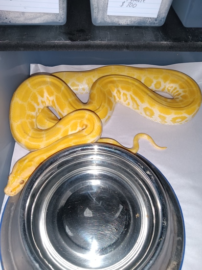 Pearl Burmese Python by Greater Cleveland Reptiles