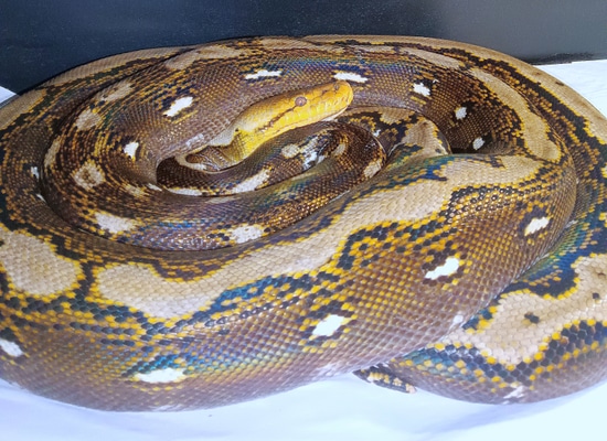 Phantom Het Genetic Stripe Reticulated Python by Greater Cleveland Reptiles