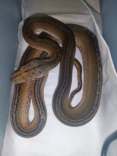 Motley Marble Het Purple Albino Reticulated Python by Greater Cleveland ...