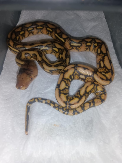 Tiger Het Purple Albino Reticulated Python by Greater Cleveland Reptiles