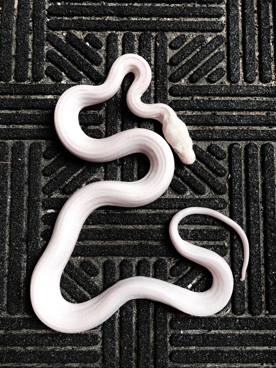 Albino Leucistic Reticulated Python by Reticulated - MorphMarket