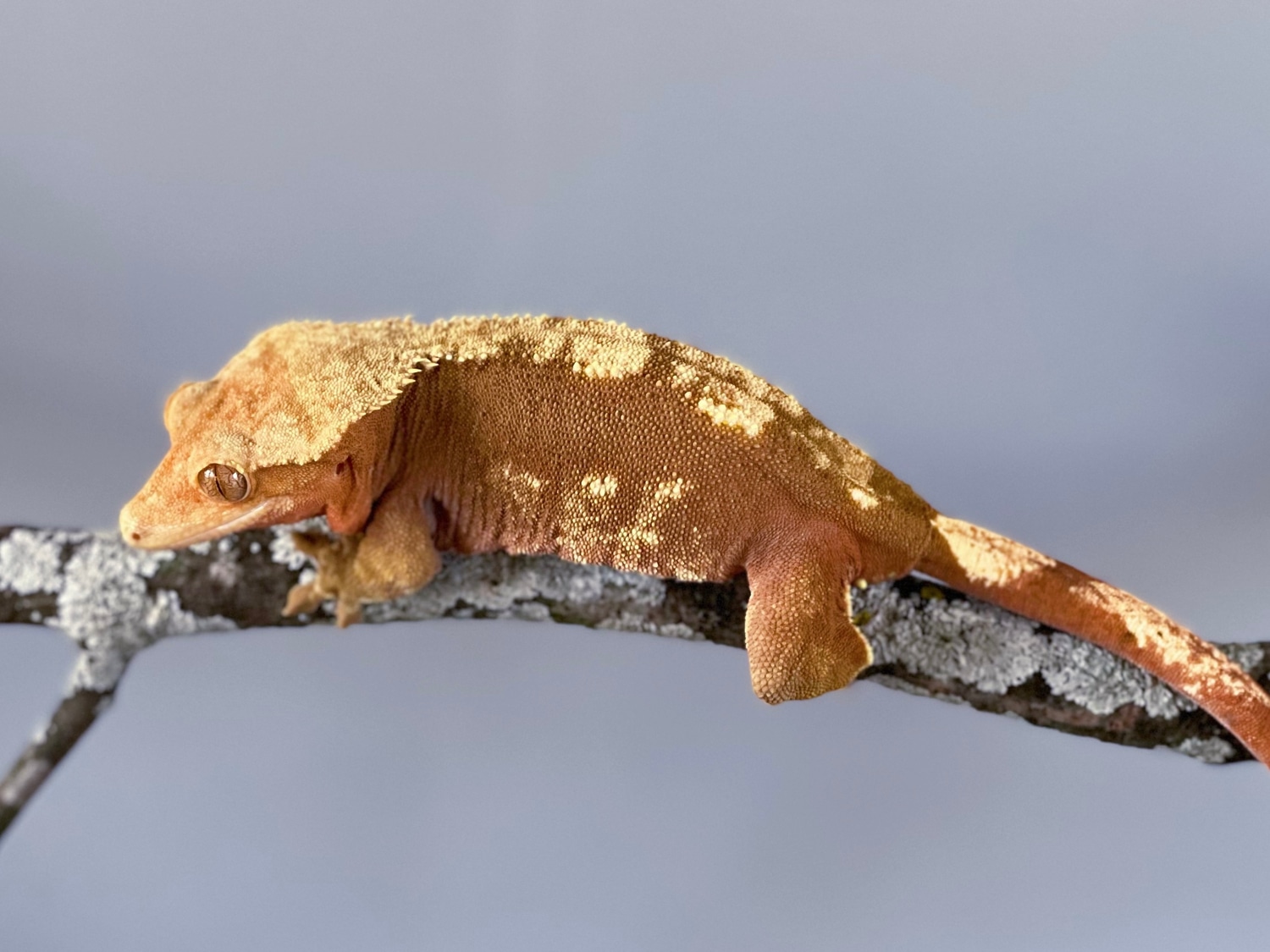 Proven RTB Red Flame Crested Gecko by Retro Gecko - MorphMarket