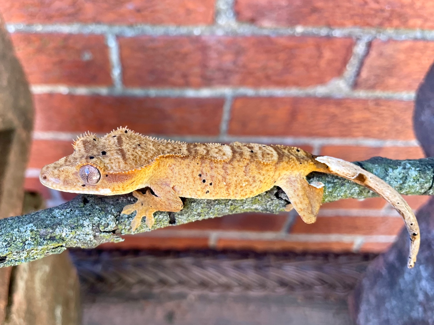 Yellow Brindle Dalmatian Crested Gecko by Retro Gecko - MorphMarket