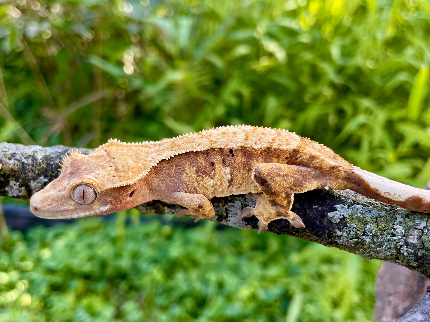 32 Gr Female Drippy Red Extreme W/spots Crested Gecko by Retro Gecko ...