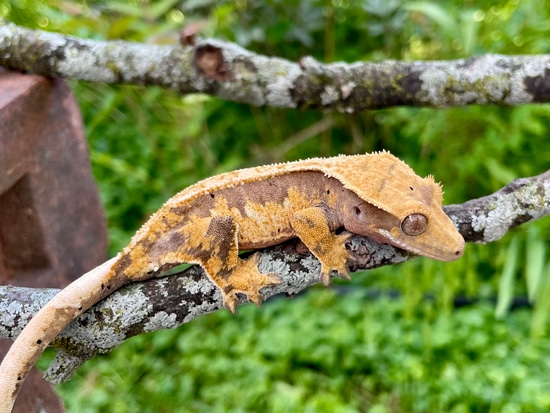 Dark Based Drippy Harlequin W/spots Crested Gecko by Retro Gecko ...
