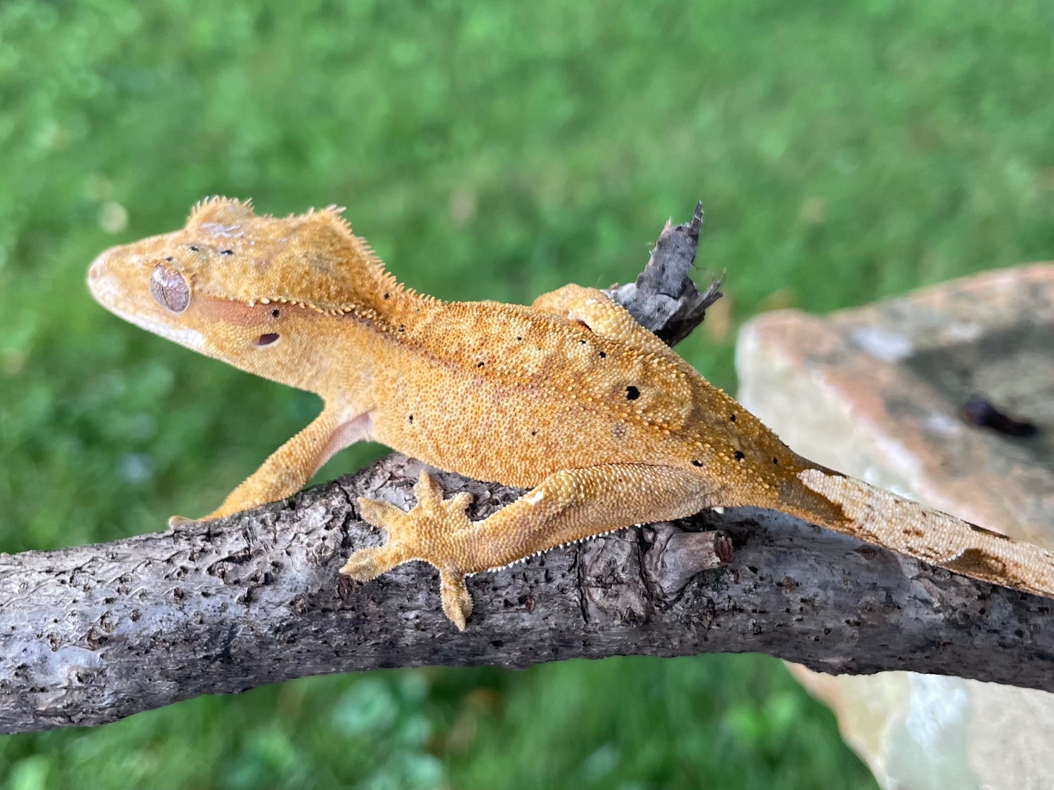 Yellow W/spots Crested Gecko by Retro Gecko - MorphMarket