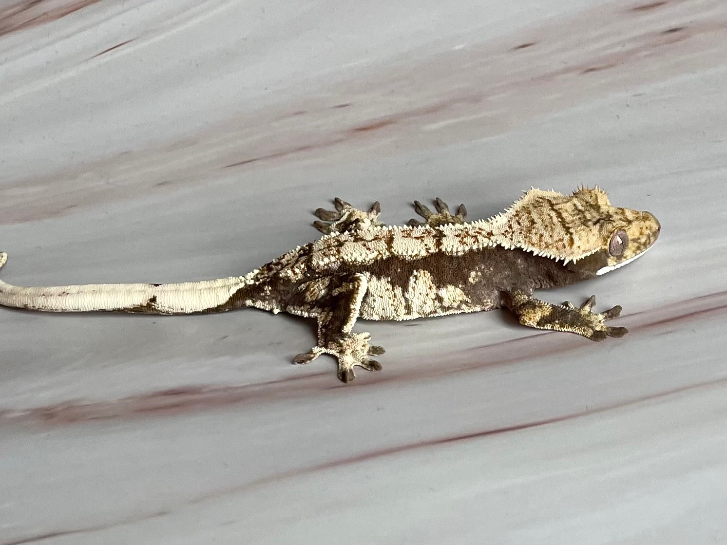 Drippy, Clean White Tricolor Crested Gecko by Retro Gecko - MorphMarket