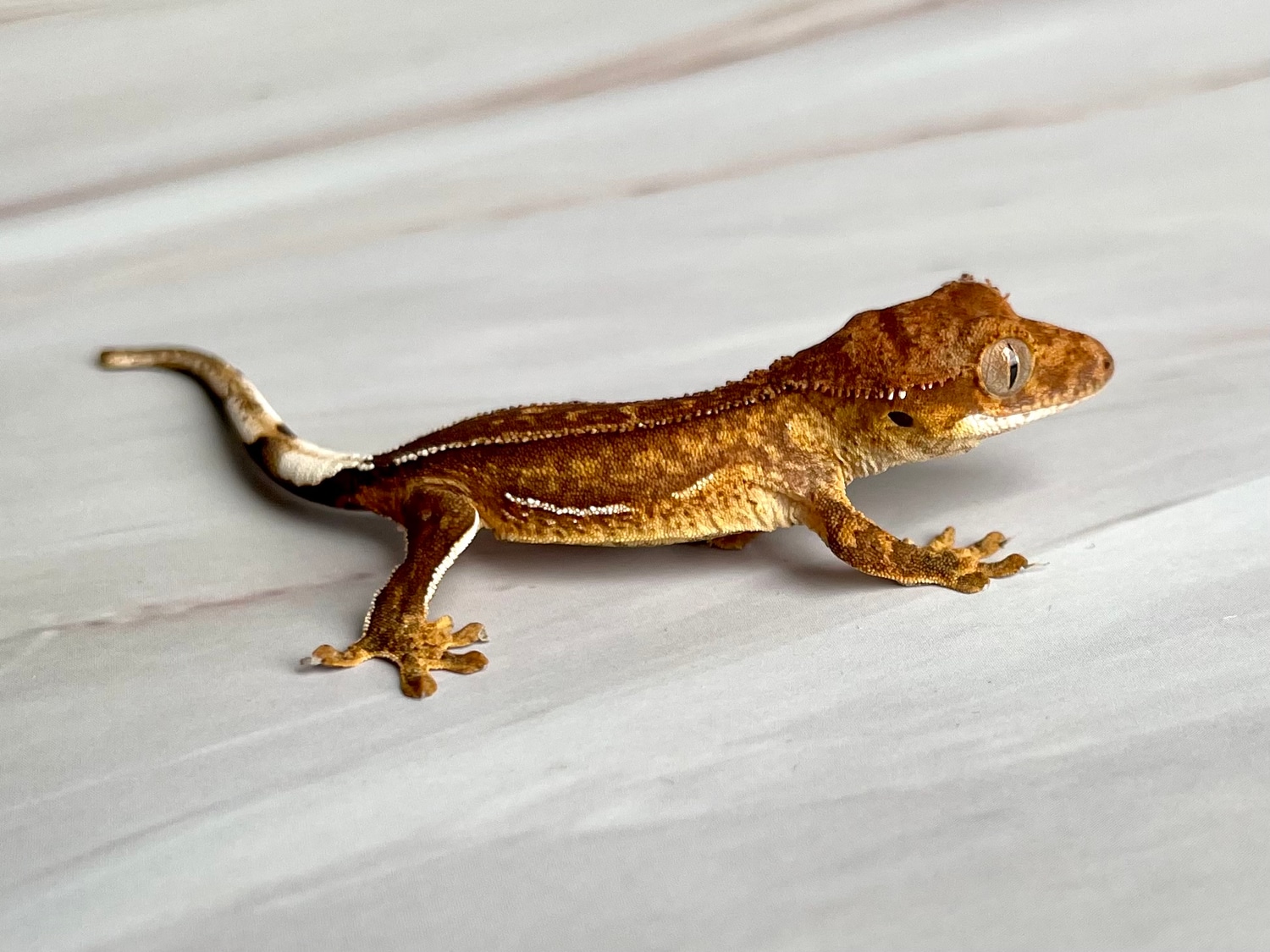50% Het Axanthic, Yellow Quadstripe Crested Gecko by Retro Gecko ...