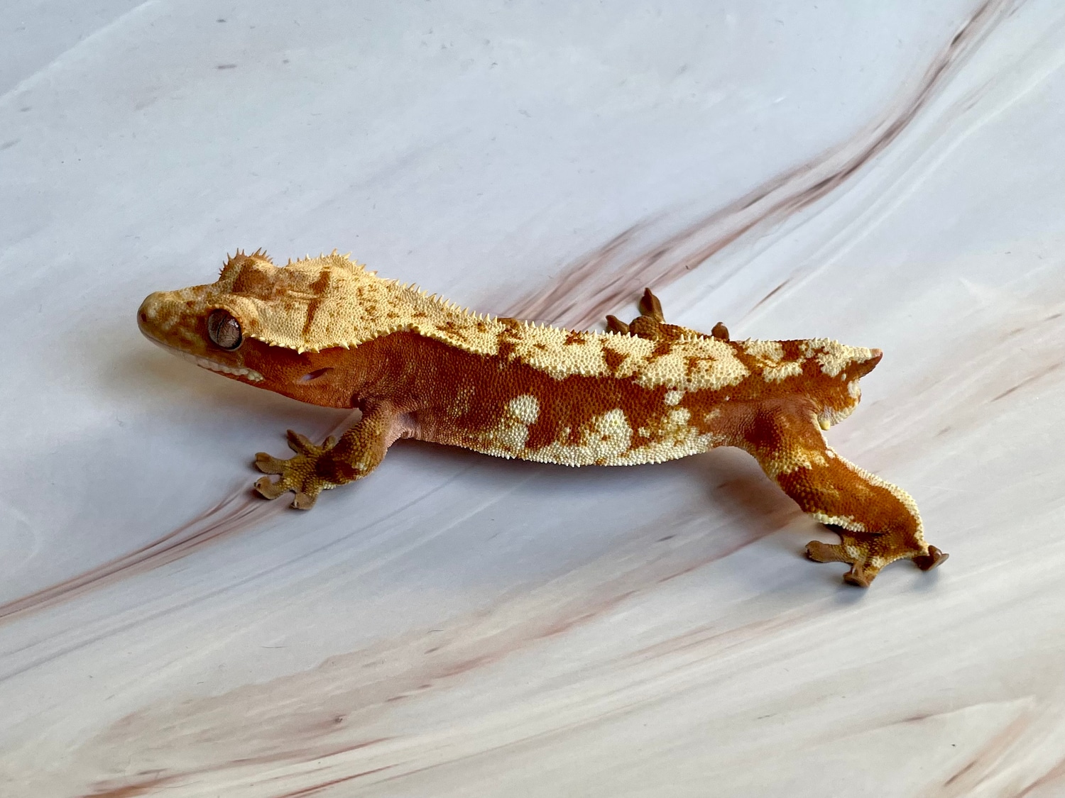 Drippy Bright Red Harlequin, Tricolor Crested Gecko by Retro Gecko ...