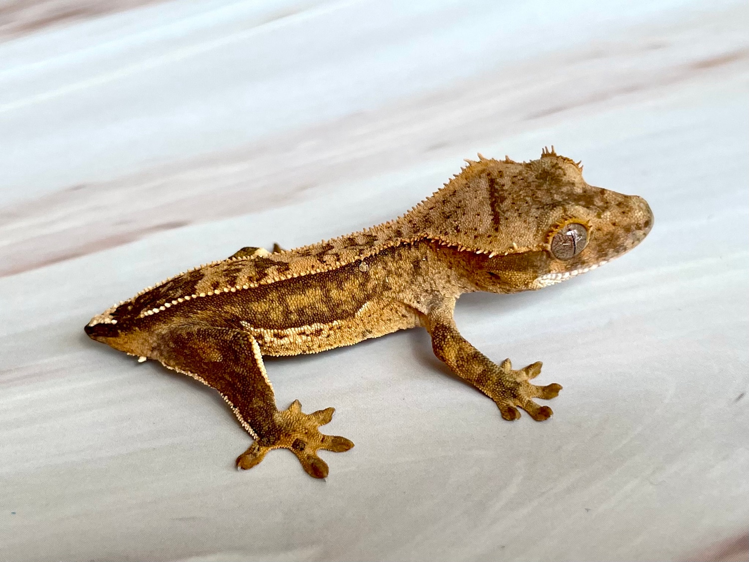 50% Het Axanthic, Yellow Quadstripe Crested Gecko by Retro Gecko ...
