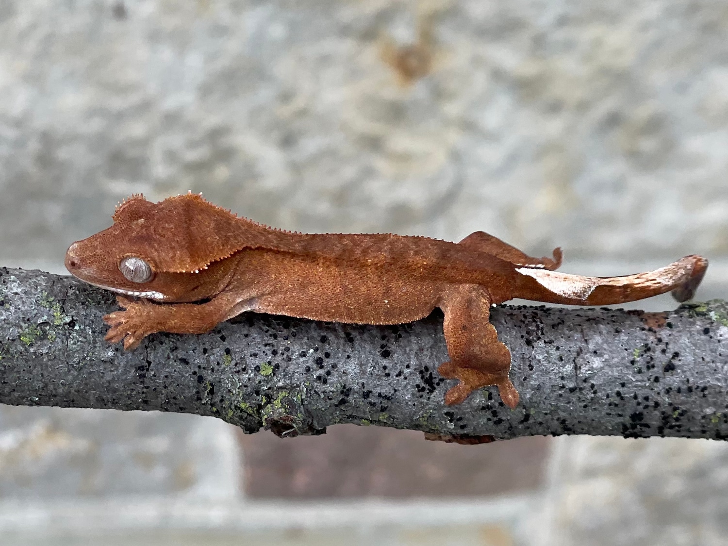 Red Porthole Crested Gecko by Retro Gecko - MorphMarket