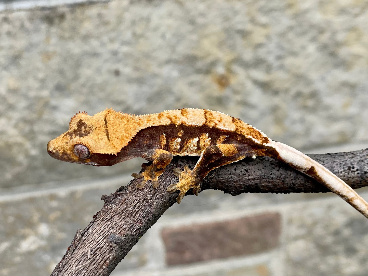 Dark Harley From Tricolor Lines Crested Gecko by Retro Gecko - MorphMarket
