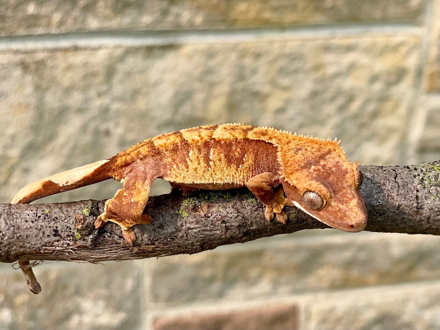 Red High Coverage Harlequin Crested Gecko by Retro Gecko - MorphMarket