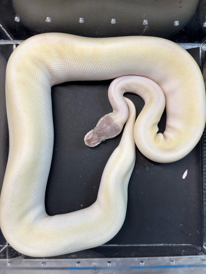 Super Mojave Pos Vanilla GHI YB Ball Python by Rev's Exotic Reptiles