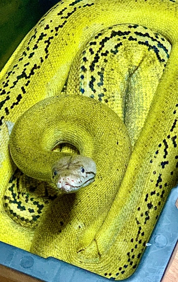 Platinum Golden Child Reticulated Python Female -pickup Only On Her by ...
