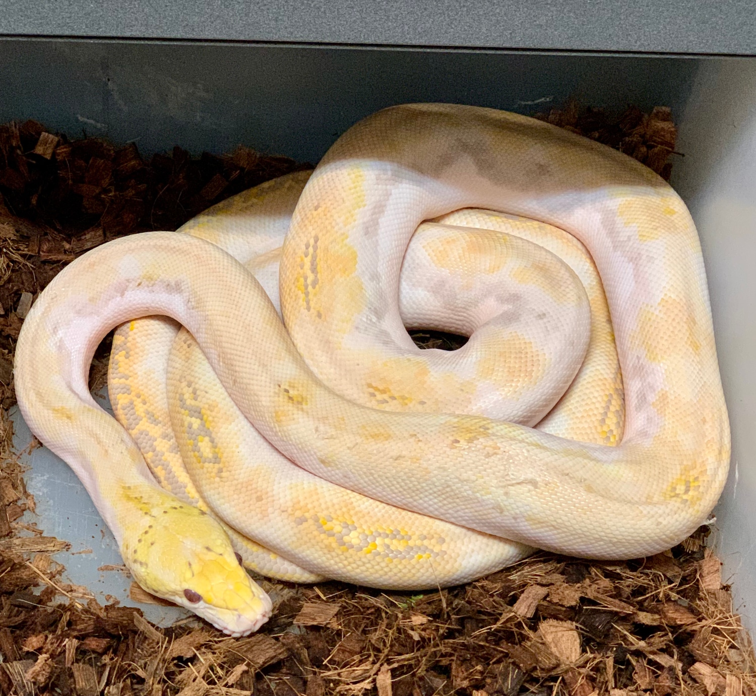 Lavender Albino Pied Reticulated Python by Revelation Reptiles ...