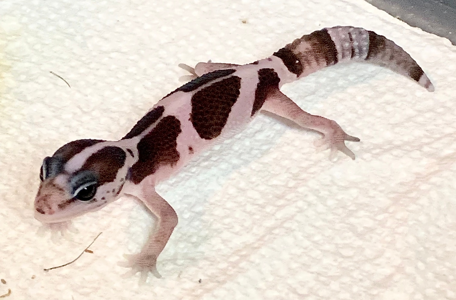 Oreo Stripe African Fat-Tailed Gecko by Revelation Reptiles - MorphMarket