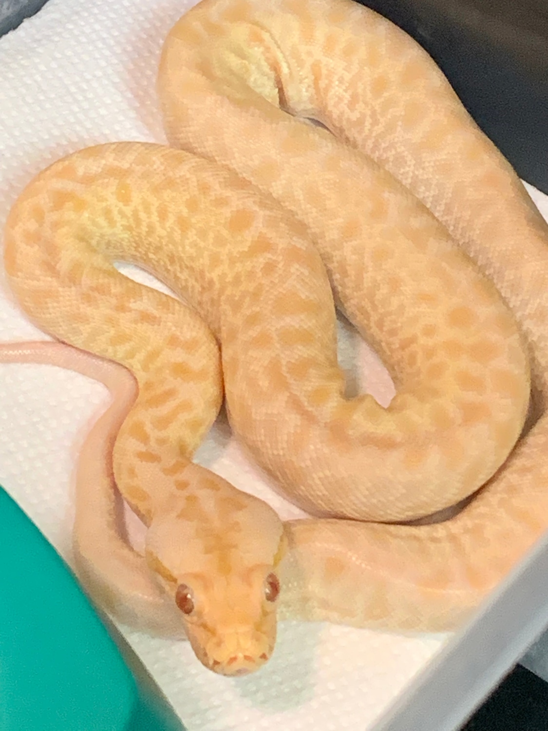 Pearl Granite Burmese Python by Revelation Reptiles - MorphMarket