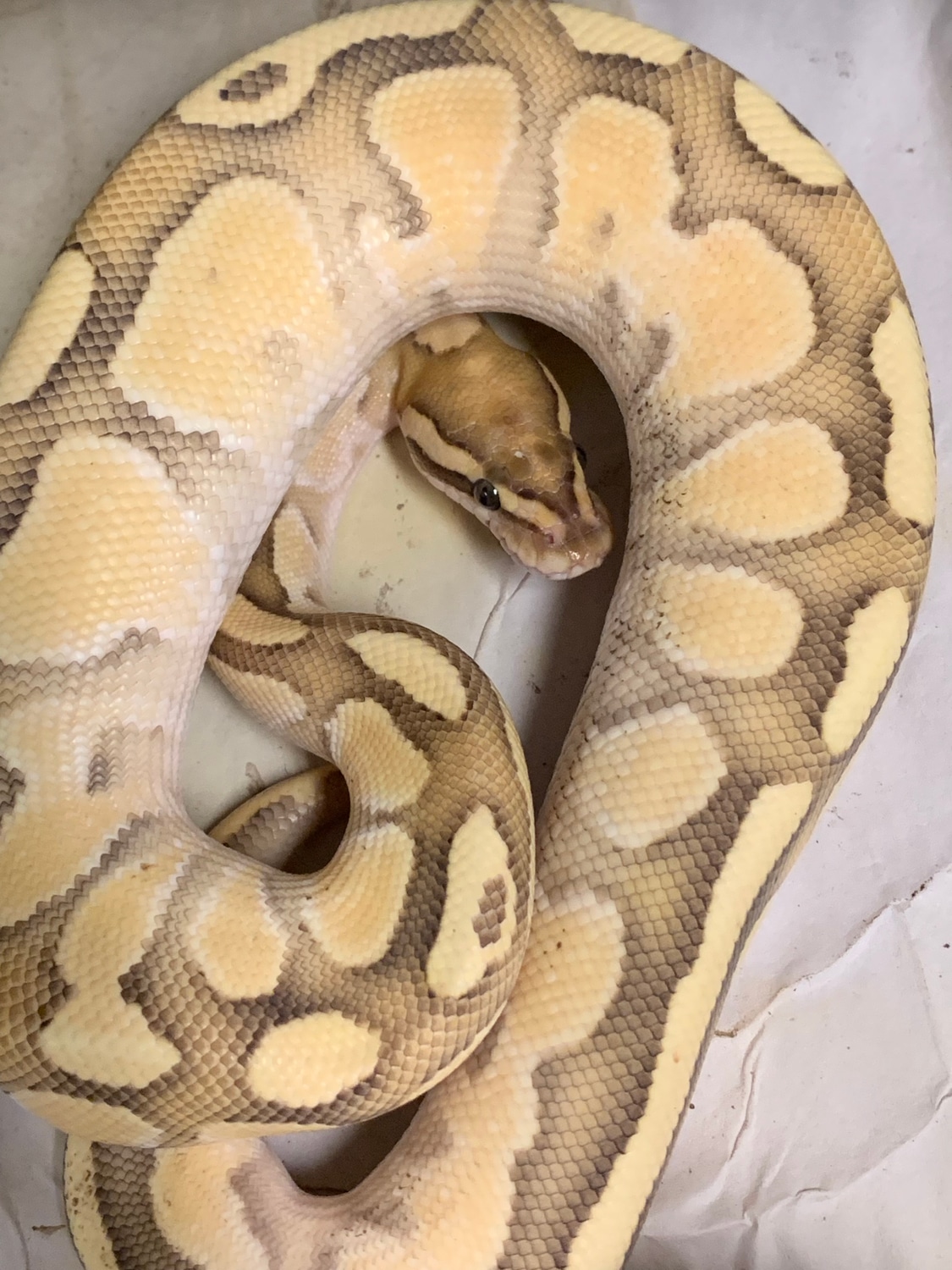 Orange Dream Lesser Fire Yb Dbl Het Clown/pied Ball Python by ...