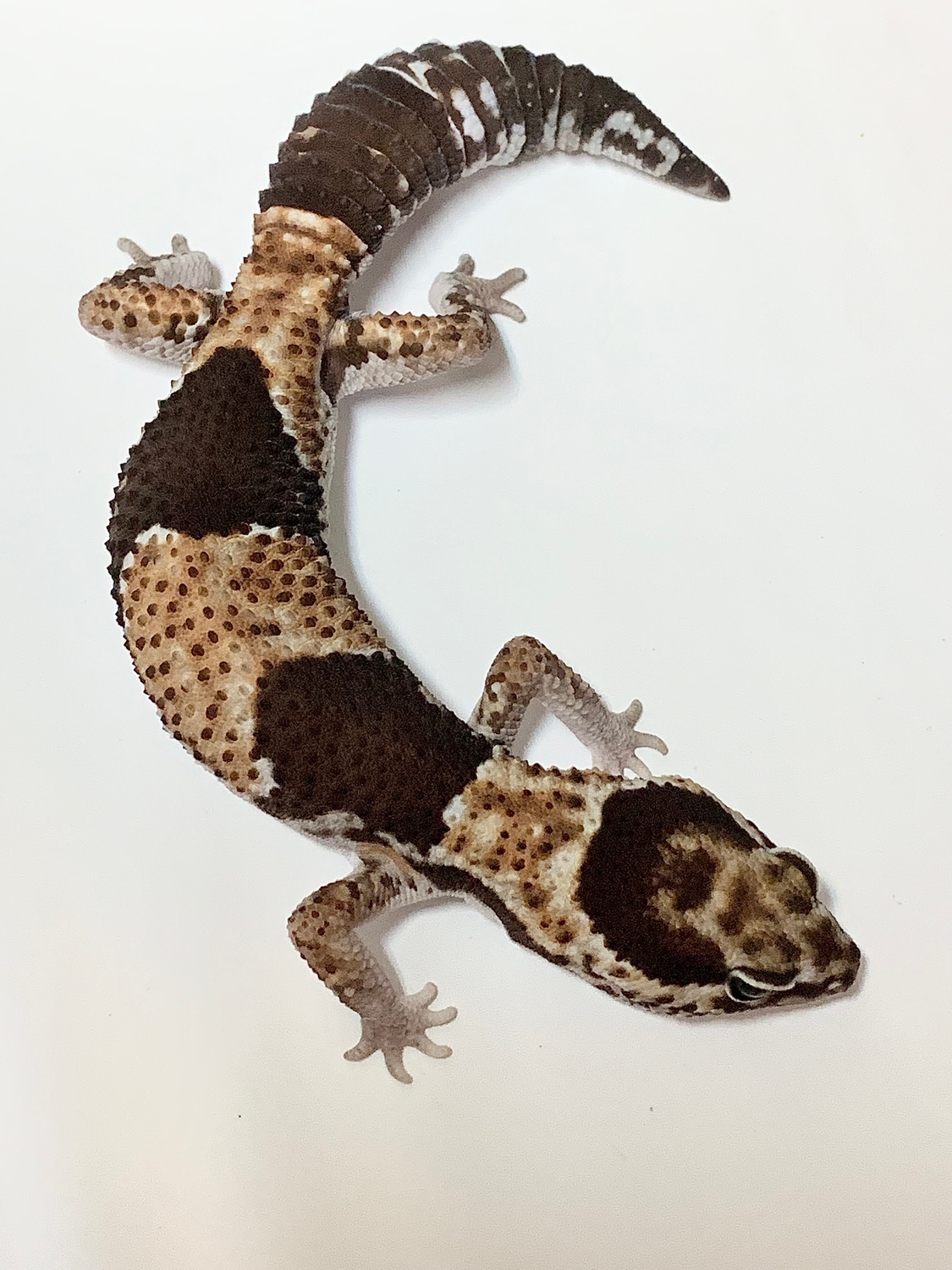 100% Het Oreo African Fat-Tailed Gecko by Revelation Reptiles - MorphMarket