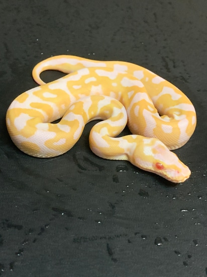 Albino Leopard Pastel Female Ball Python by Revelation Reptiles