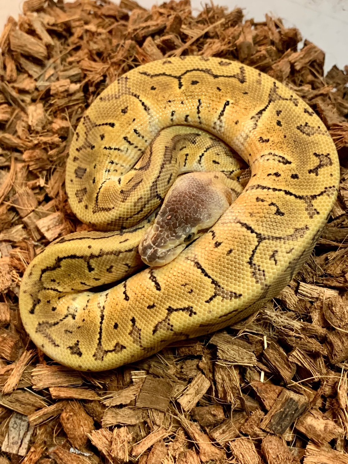 Lemonblast Ball Python by Revelation Reptiles - MorphMarket