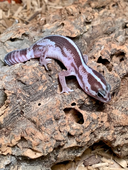 Oreo Stripe 100% Het Patternless Female African Fat-Tailed Gecko by ...