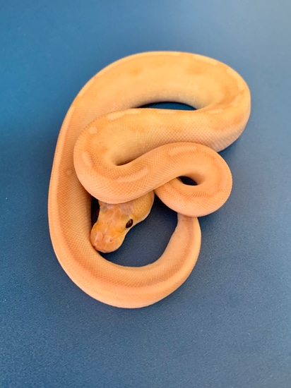 Banana Champagne Ball Python by Revelation Reptiles