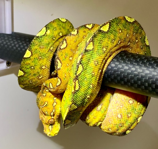 Biak Green Tree Python by Revelation Reptiles