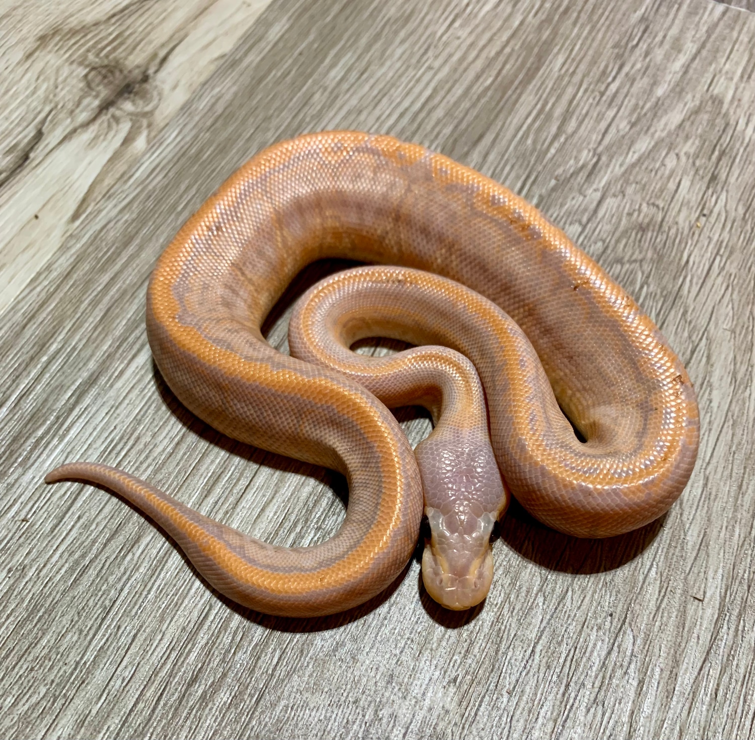 Revelation Reptiles's Collection - MorphMarket