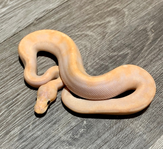 Banana Champagne Male Ball Python by Revelation Reptiles