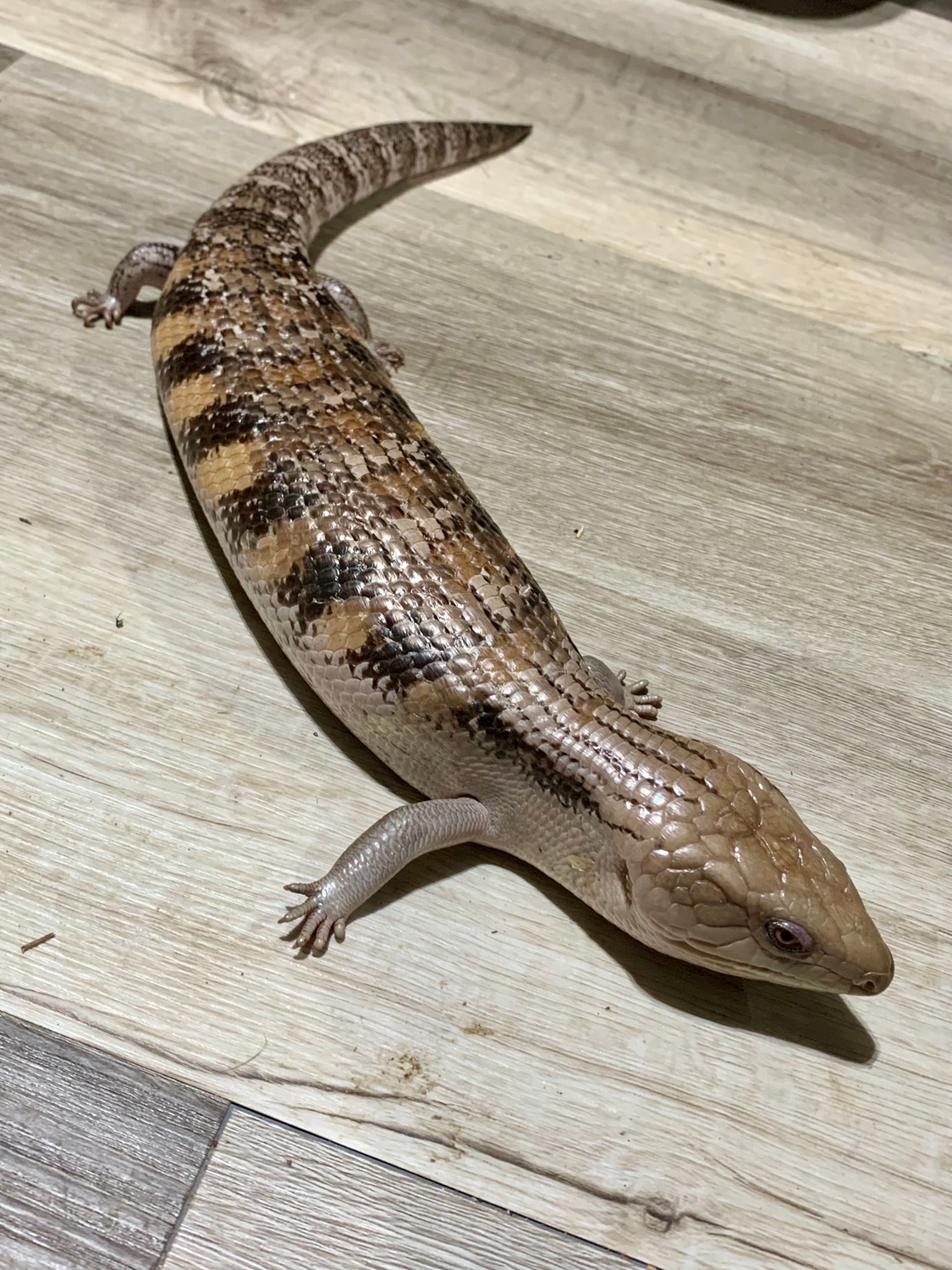 Revelation Reptiles's Collection - MorphMarket