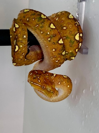 Biak Green Tree Python by Revelation Reptiles