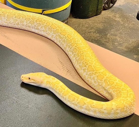 Hypo Granite Female Burmese Python by Revelation Reptiles
