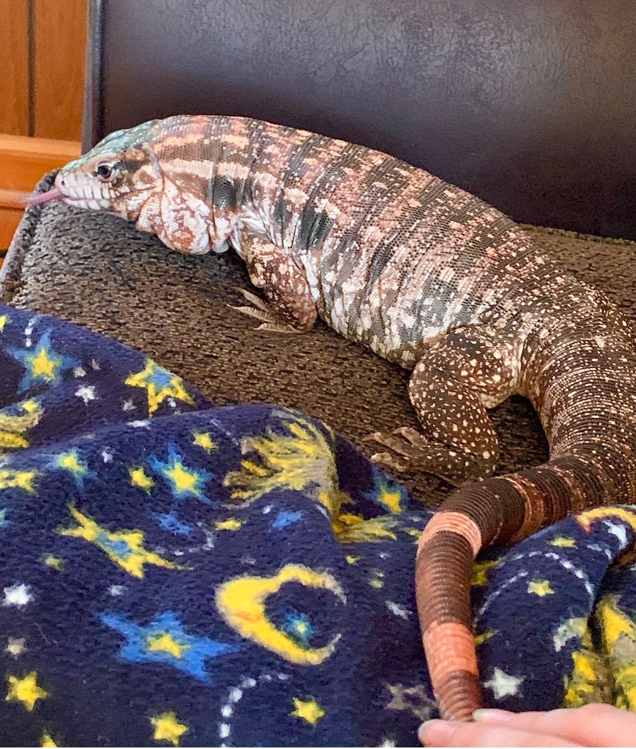 Black & White /red Tegu Cross Argentine Tegus by Revelation Reptiles ...
