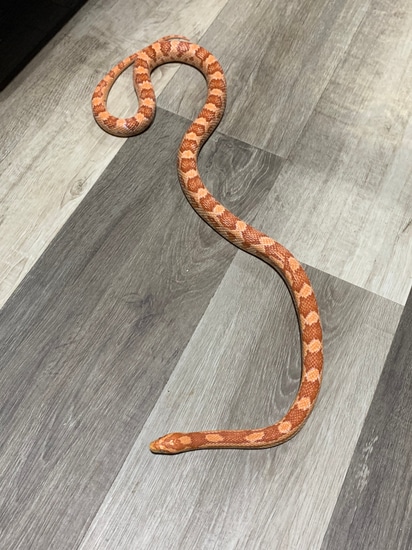 Amel Adult Female Corn Snake by Revelation Reptiles