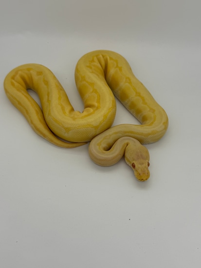Albino Pinstripe Female Ball Python by Revelation Reptiles