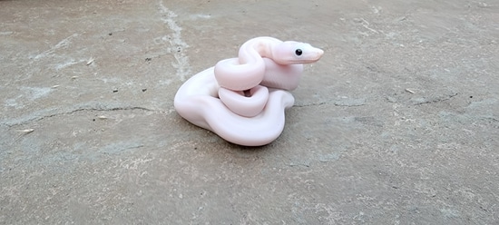 Super Fire Diamond Boa Constrictor by Revelation Constrictors Corp