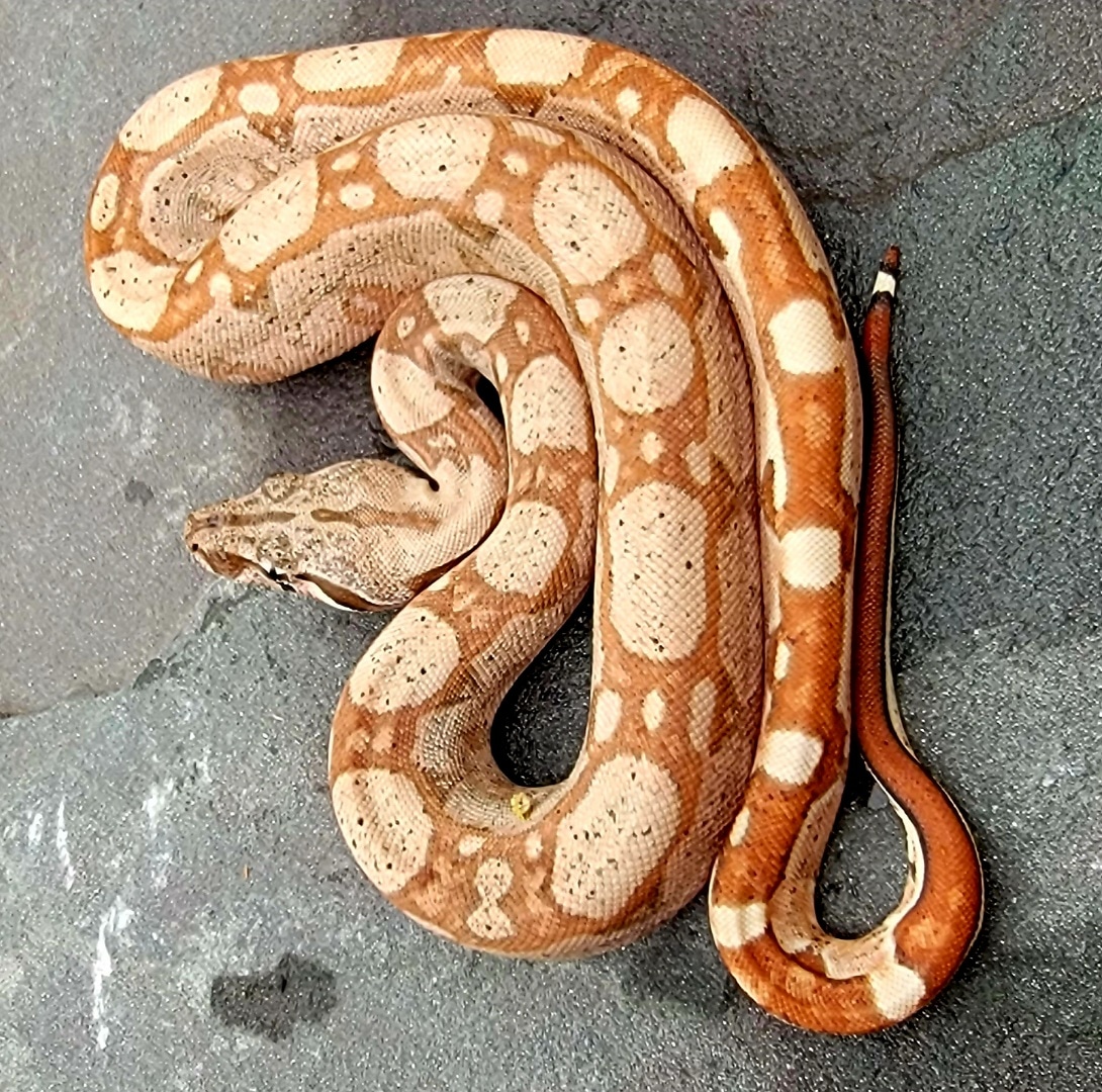 23 Hypo Jungle Aztec Het Vpi Boa Constrictor by Revelation Constrictors ...