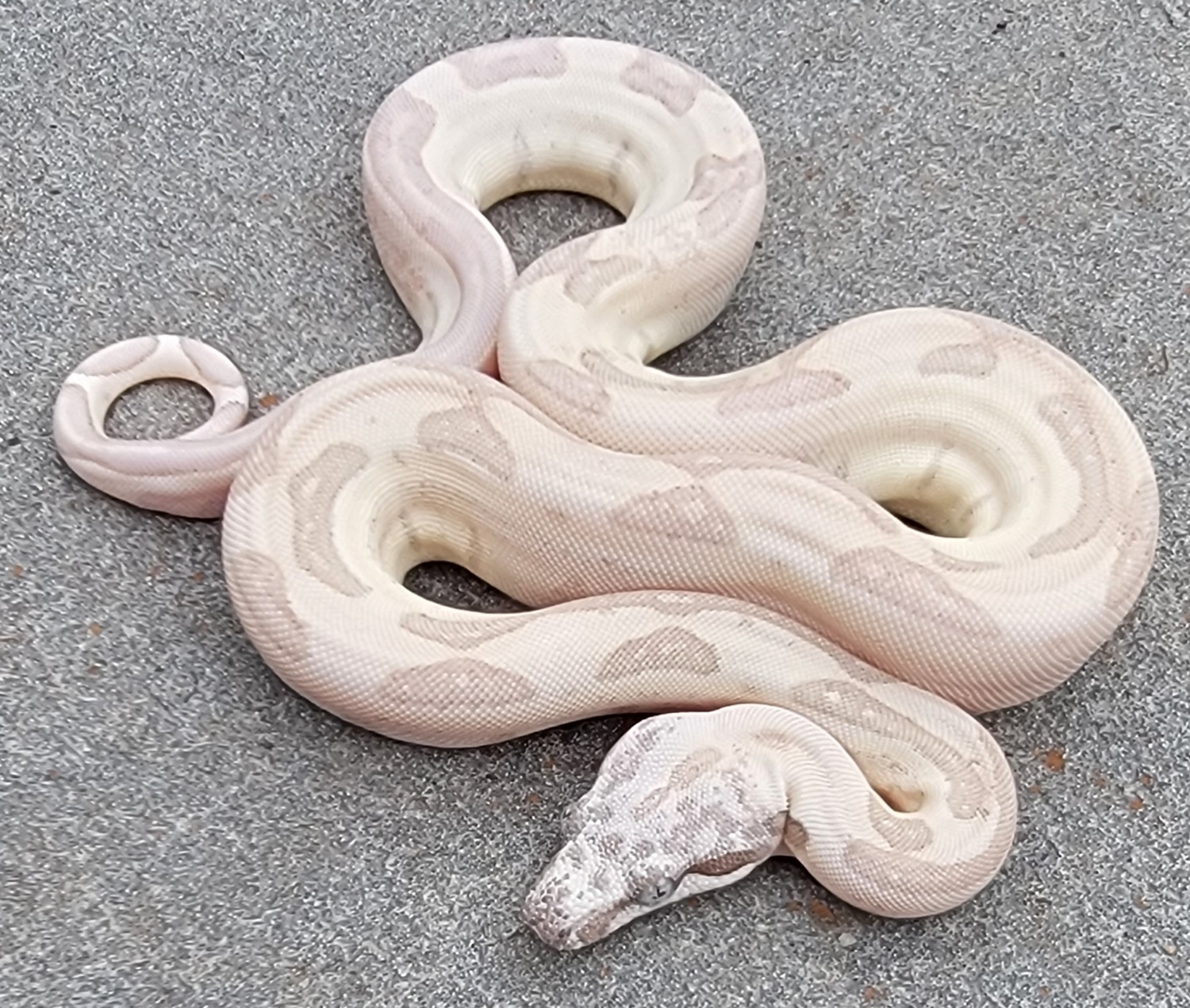 Revelation Constrictors Corp