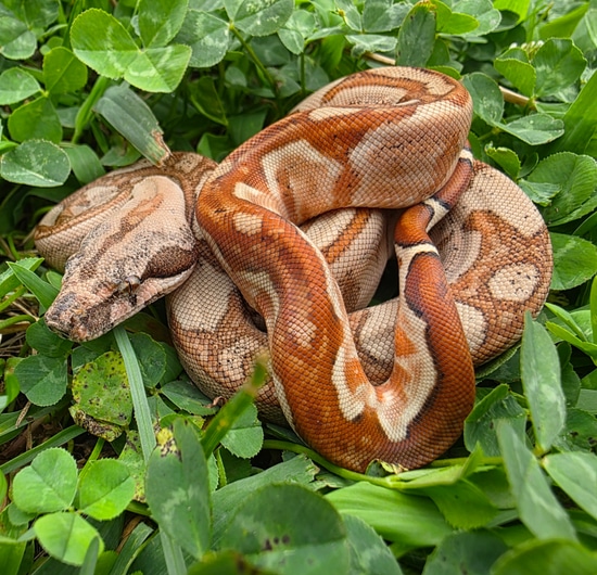 Hypo Arabesque DH Kahl RDR BEA AKA BLIZZARD Boa Constrictor by ...